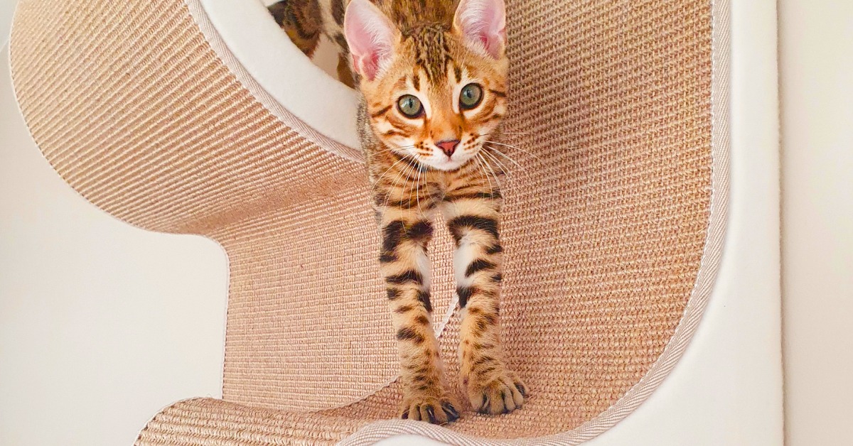 Ananimalab | Handmade, modular cat scratching and climbing furniture ...